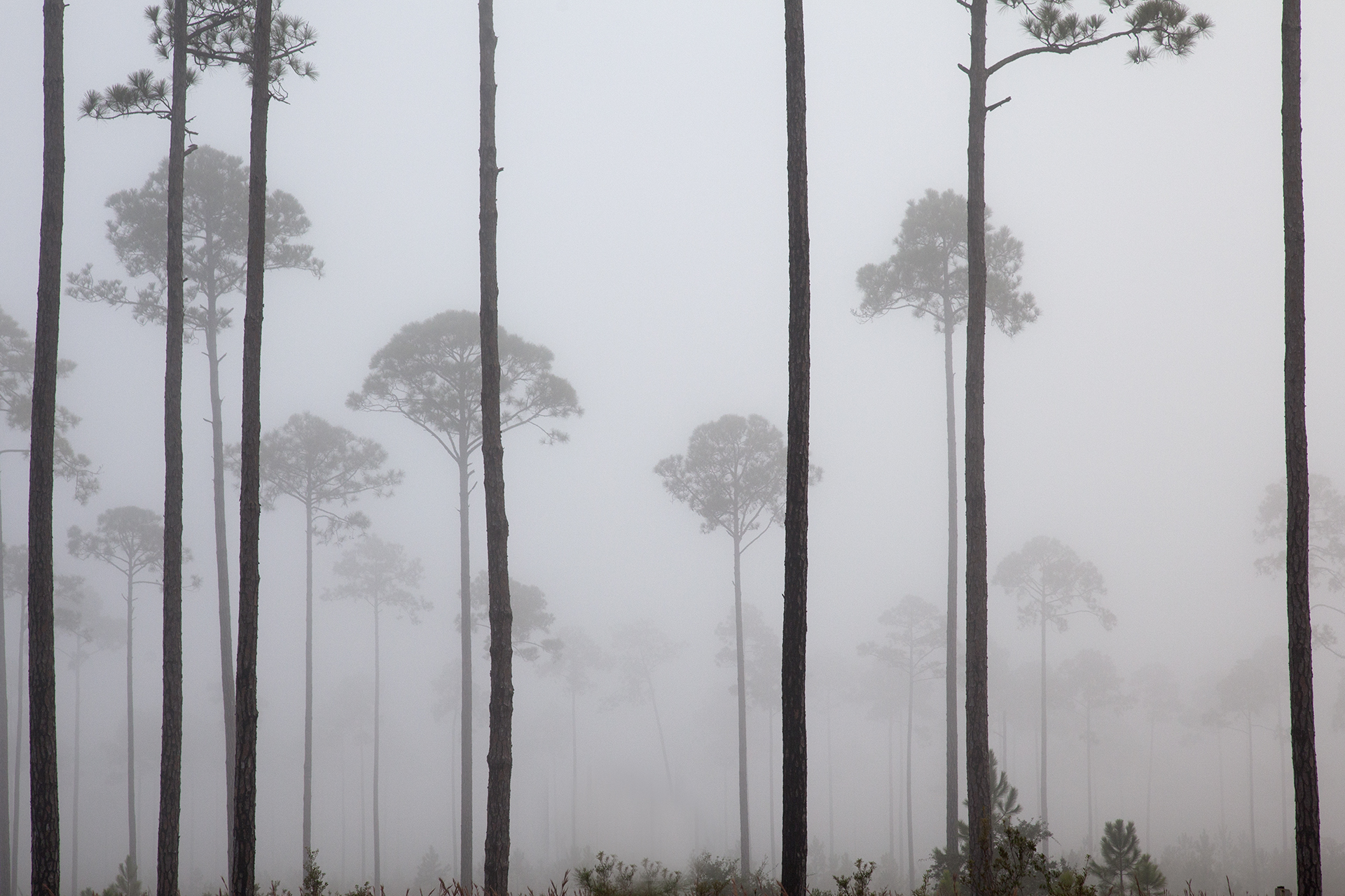 Passing Trees - Chris Becker