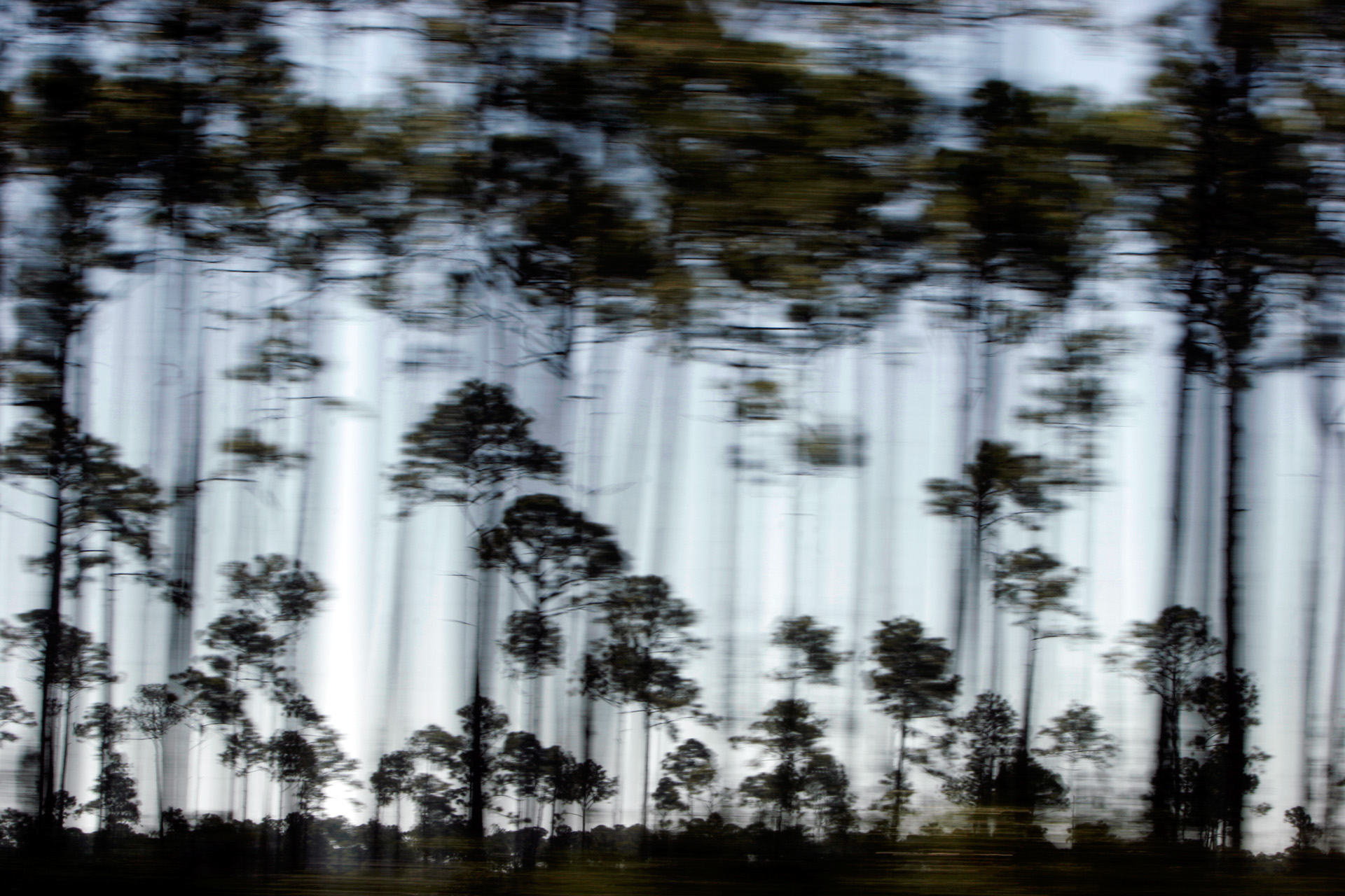 Passing Trees - Chris Becker