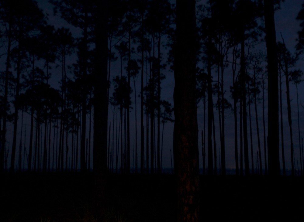 Trees - Chris Becker