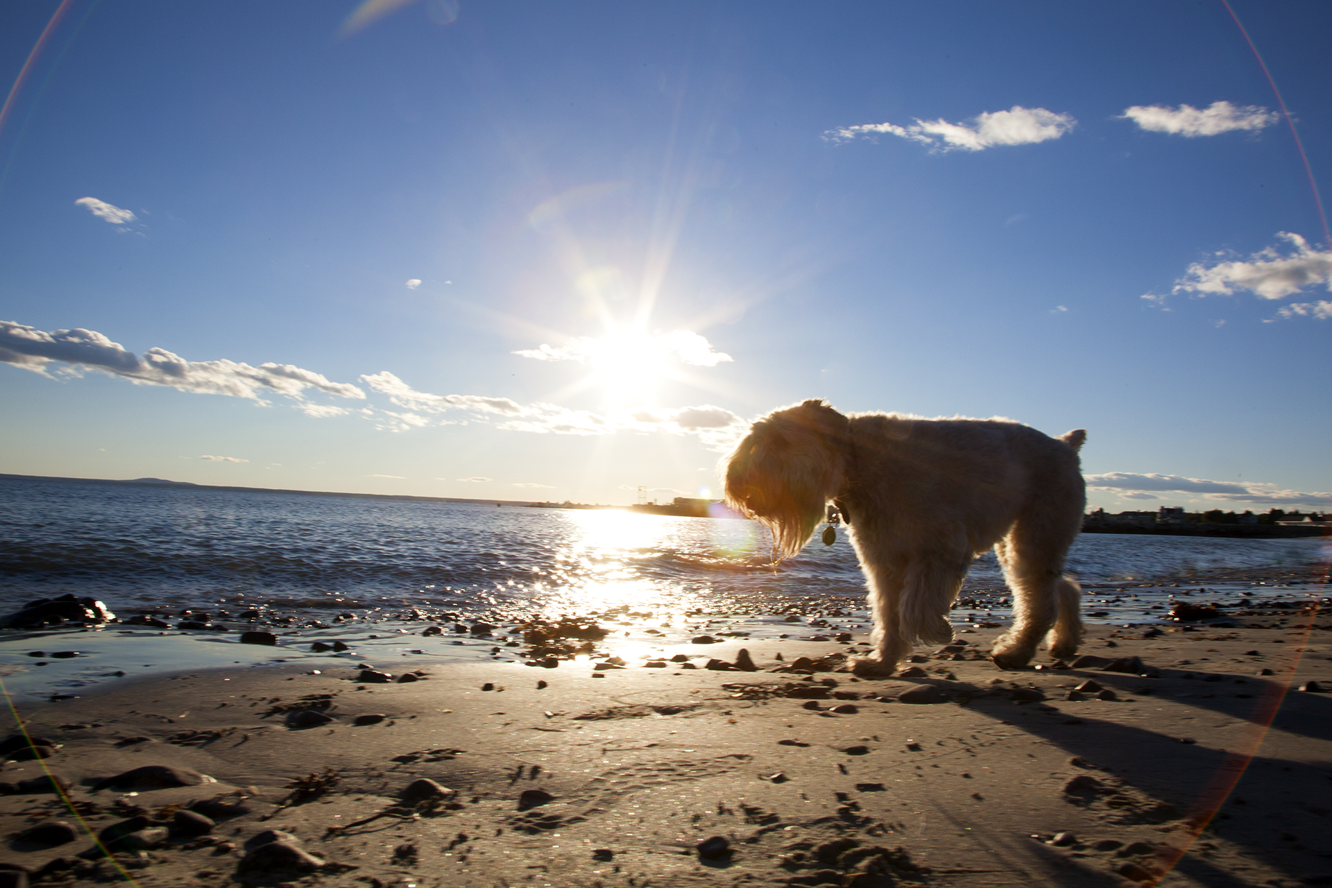 Dogs Being Dogs - Chris Becker