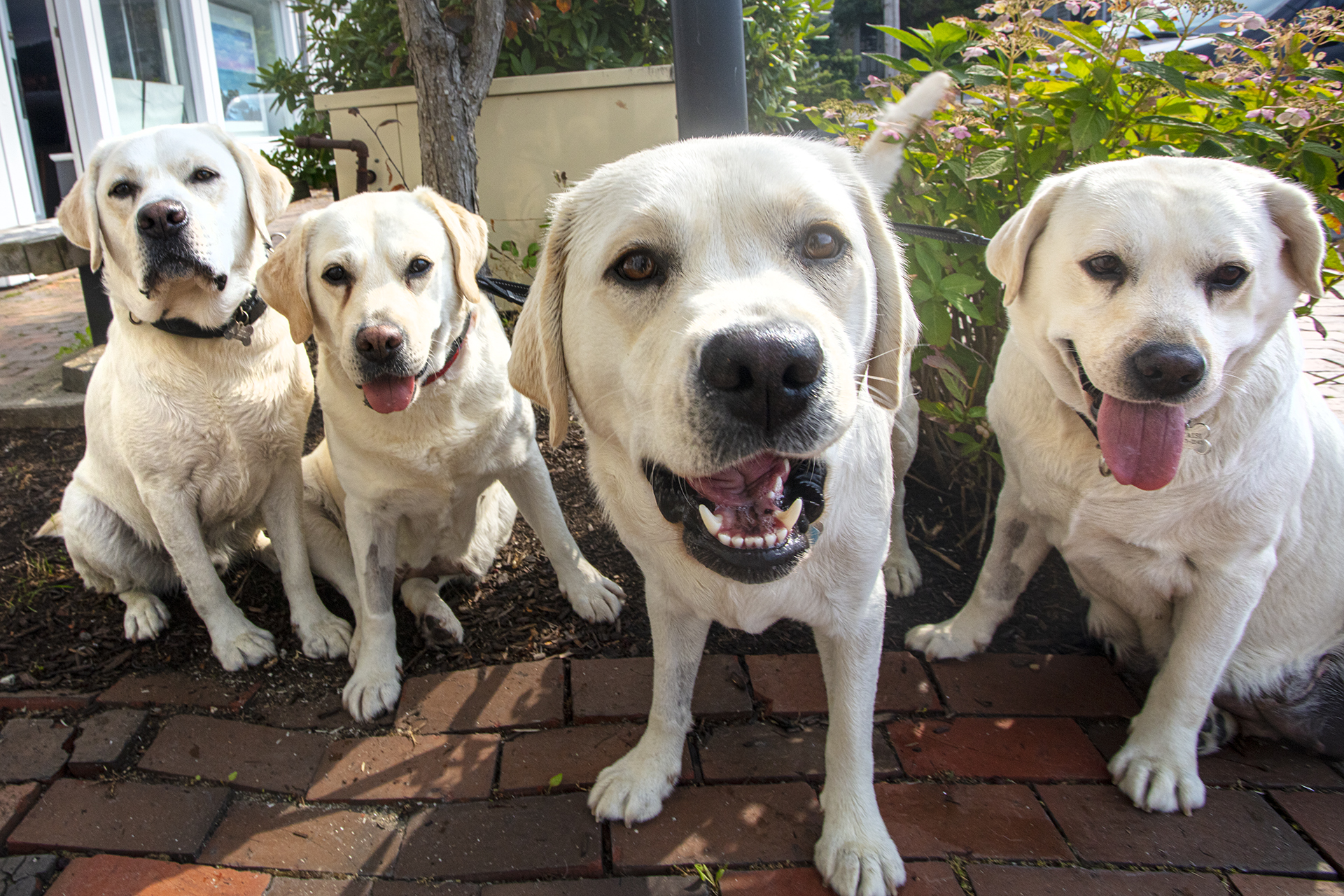 Dogs Being Dogs - Chris Becker