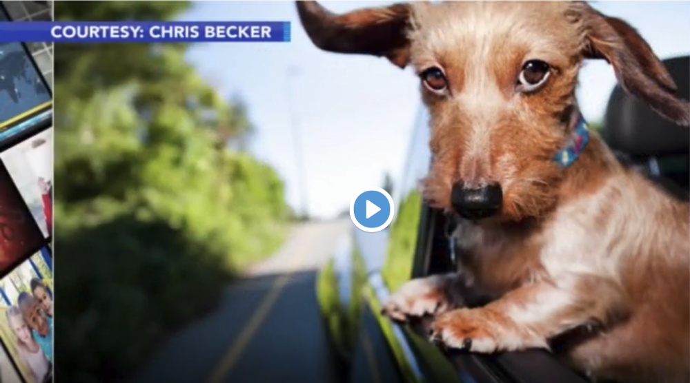 ABC new stations around the country showing my dog series and book ...