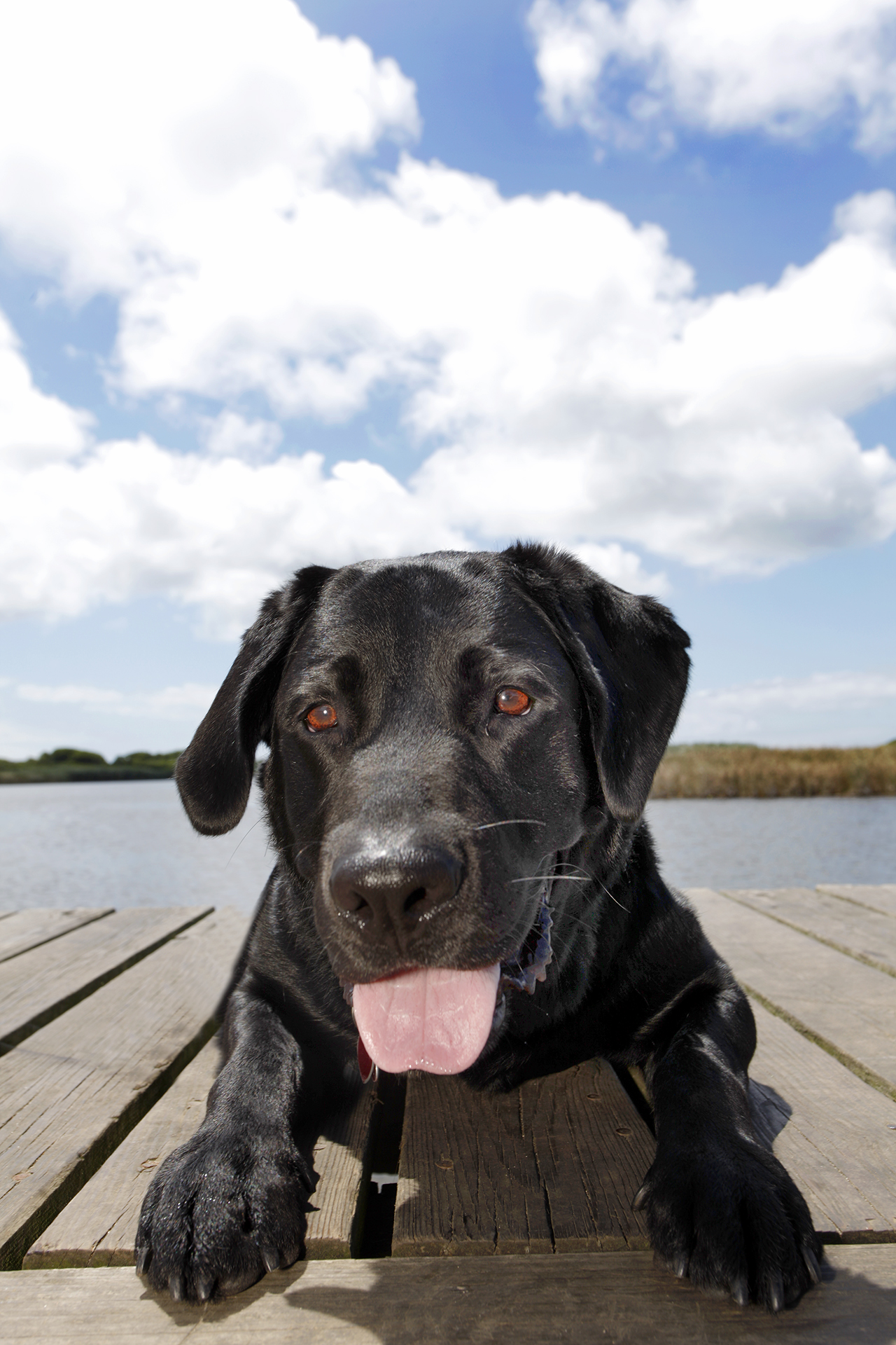 Dog Portraits - Chris Becker